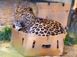 On The Fear of Boxes: International Label Day 2013 – Breaking Moulds